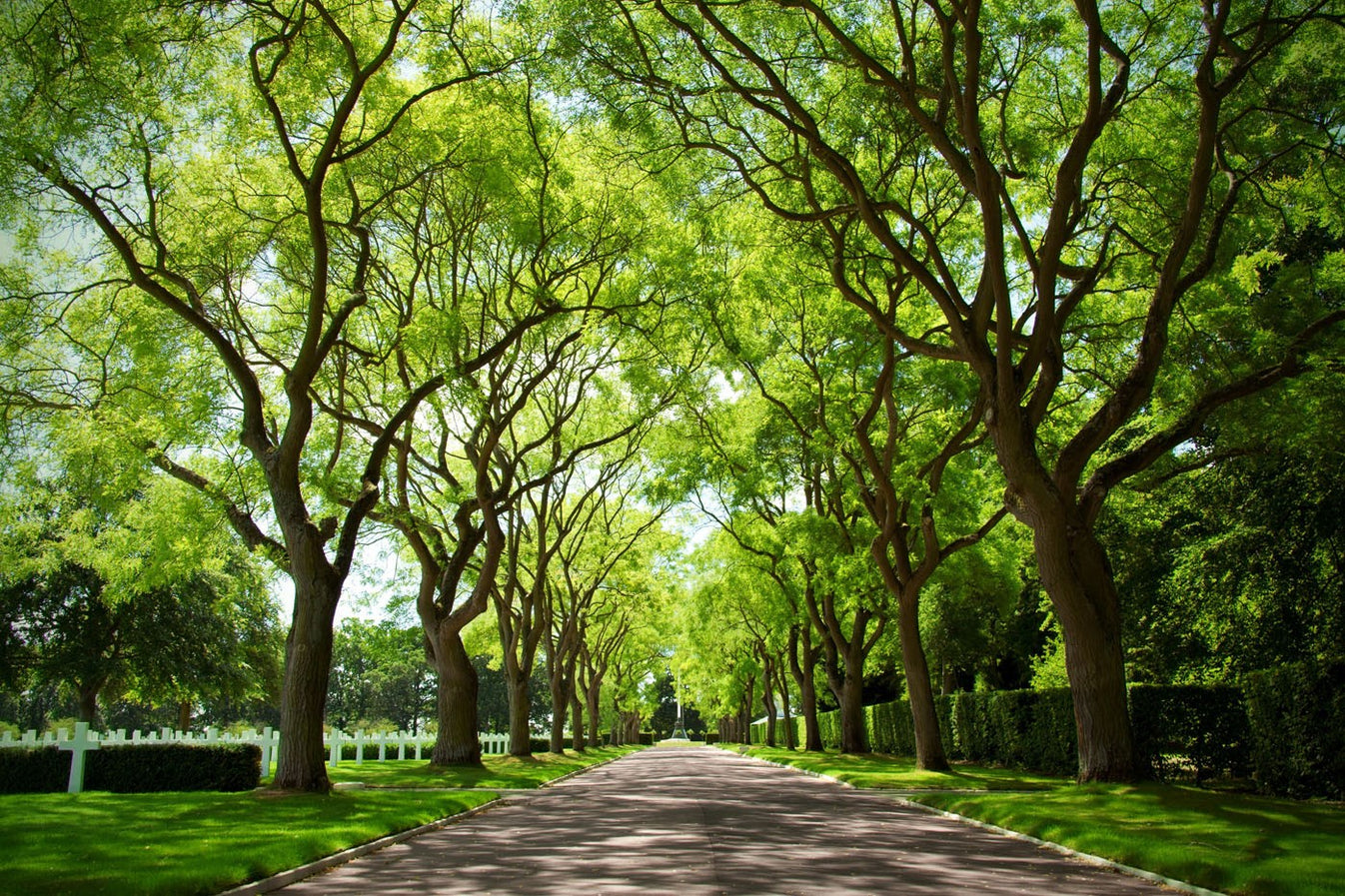 Street Trees City Streets Green Wallpaper Mural - Decorsmarket ...