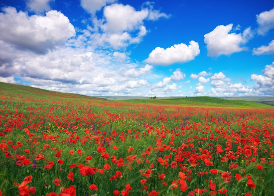 Poppy Dutch Flower Floral Dutch Flowers Red Wallpaper Mural – DecorsMarket