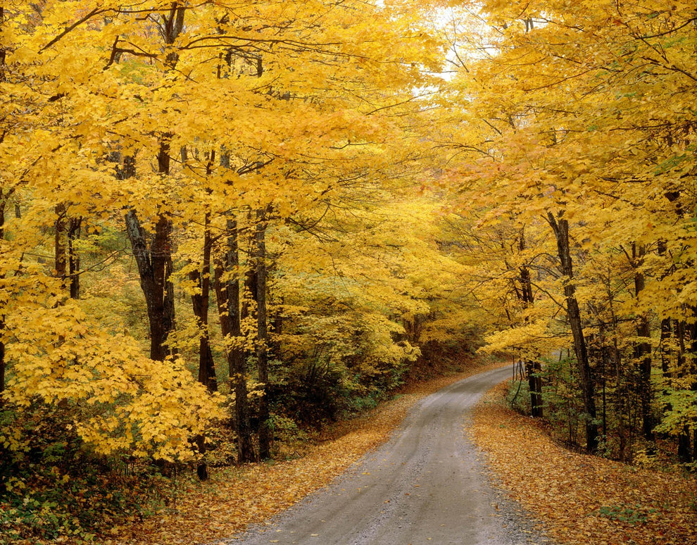 Yellow Leaves Forest Gold Wallpaper Mural - Decorsmarket – DecorsMarket