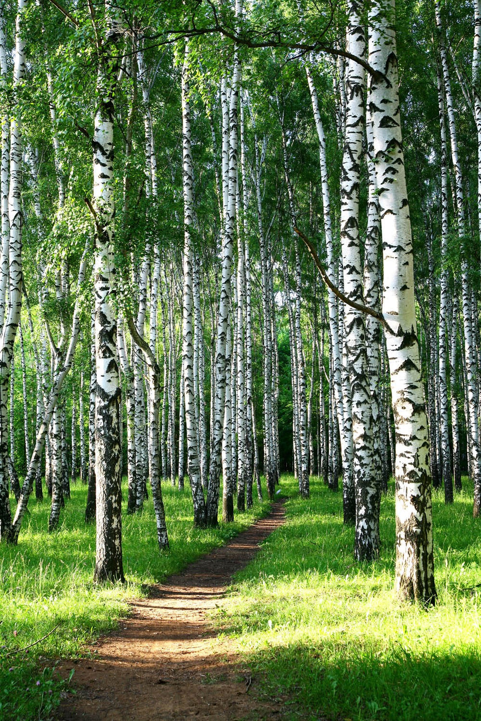 White Birch Forest Green Wallpaper Mural - Decorsmarket – DecorsMarket
